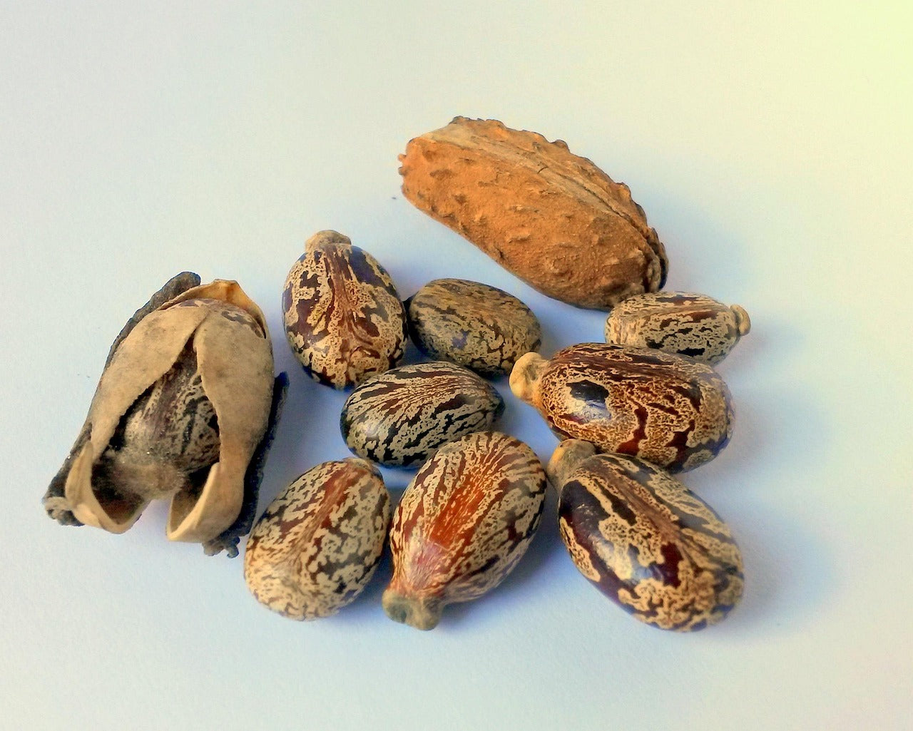 30 Amazing Castor Oil Uses and Benefits – Ivy Brand LLC